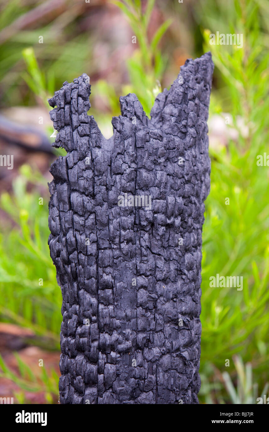 Australian bush tree hi-res stock photography and images - Alamy