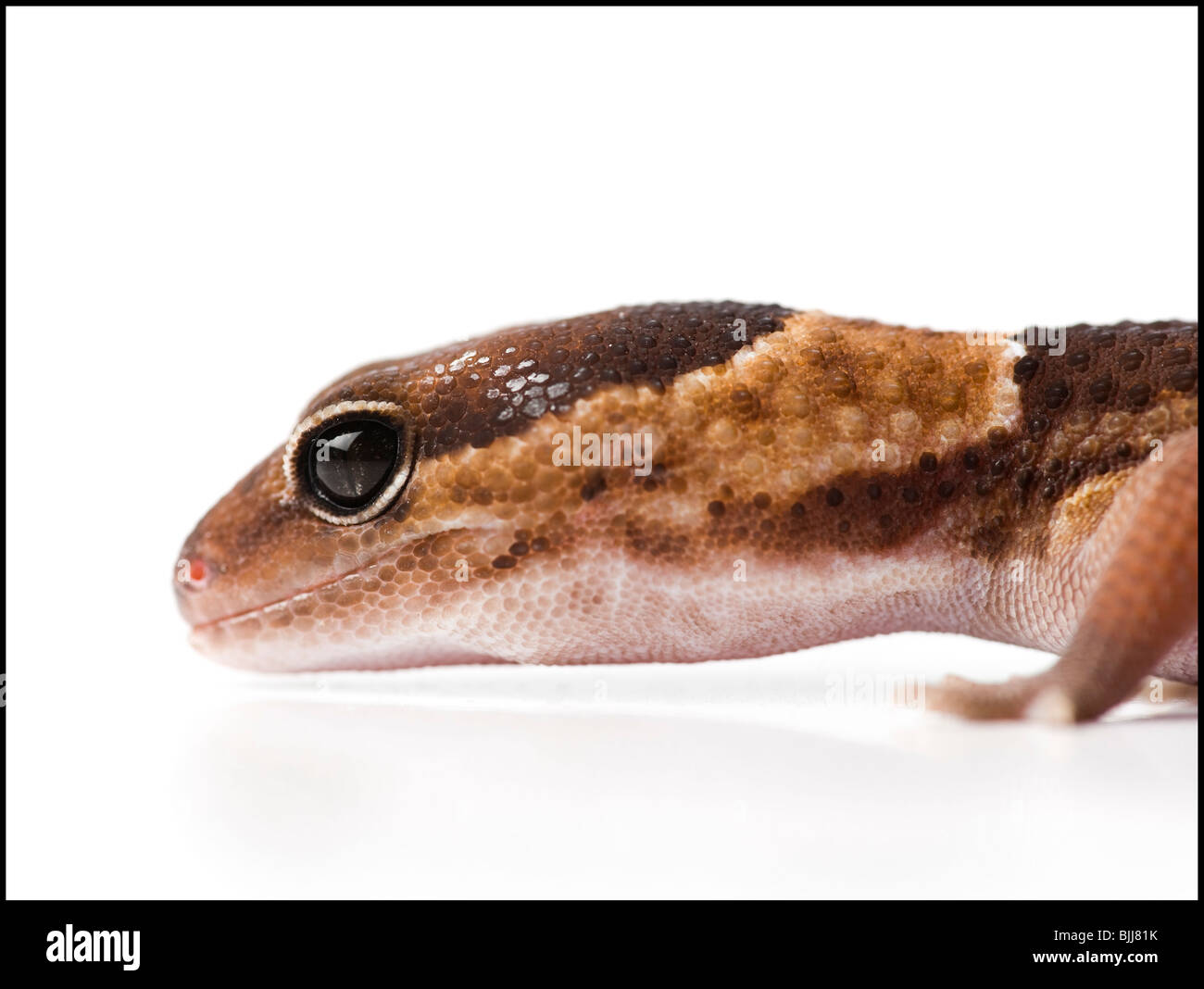 Zoom backgrounds hi-res stock photography and images - Alamy