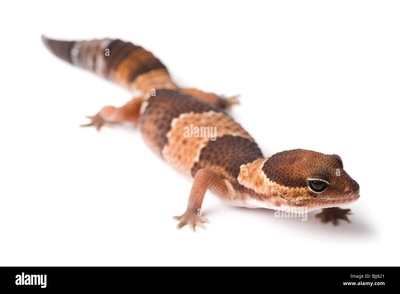 Closeup reptile Cut Out Stock Images & Pictures - Alamy