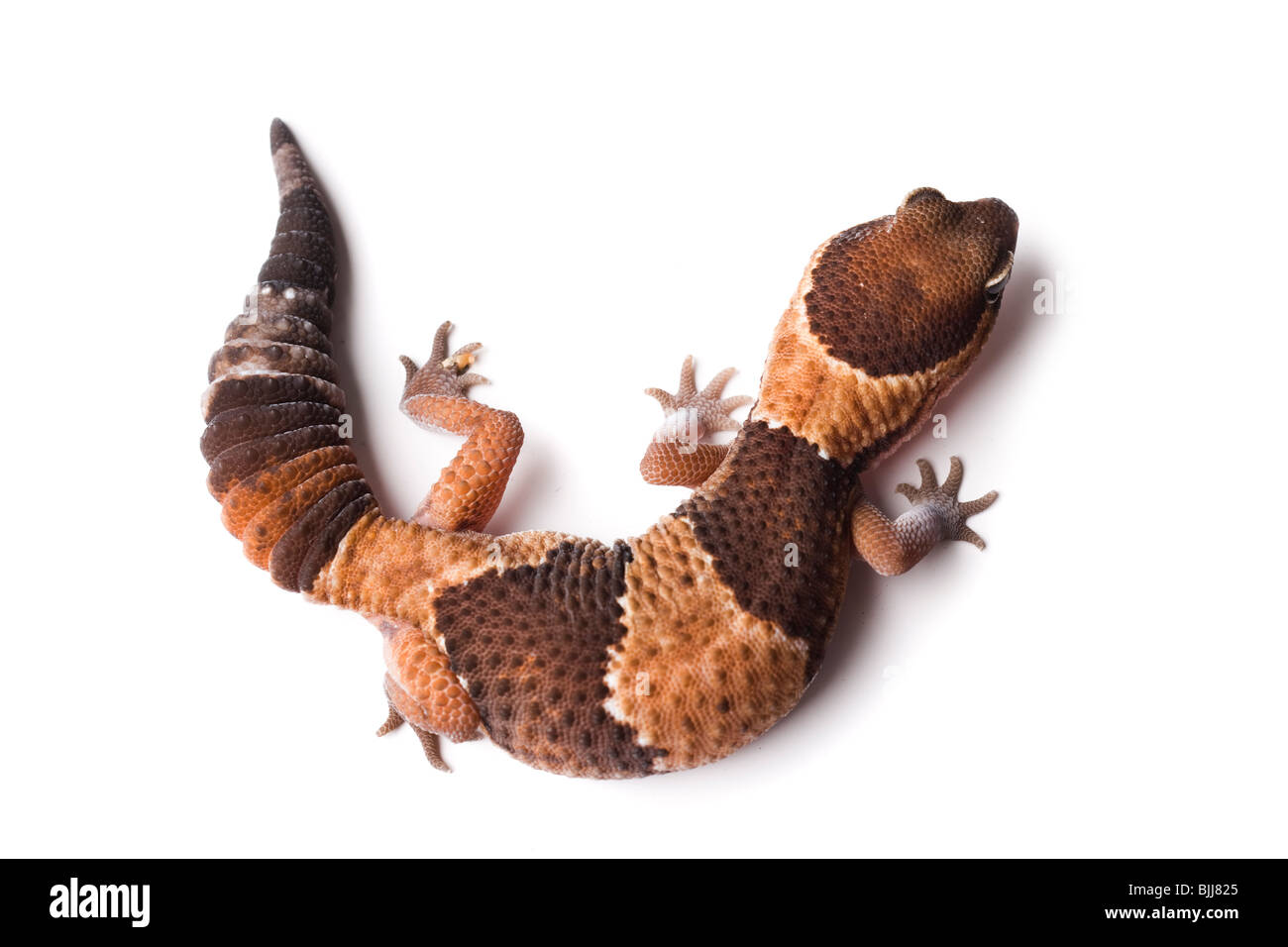 Closeup reptile Cut Out Stock Images & Pictures - Alamy
