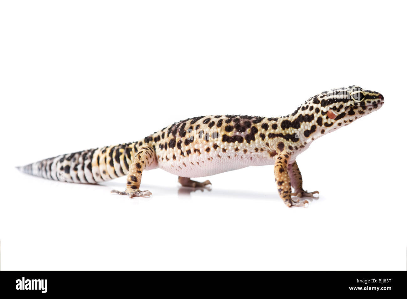 Closeup reptile Cut Out Stock Images & Pictures - Alamy