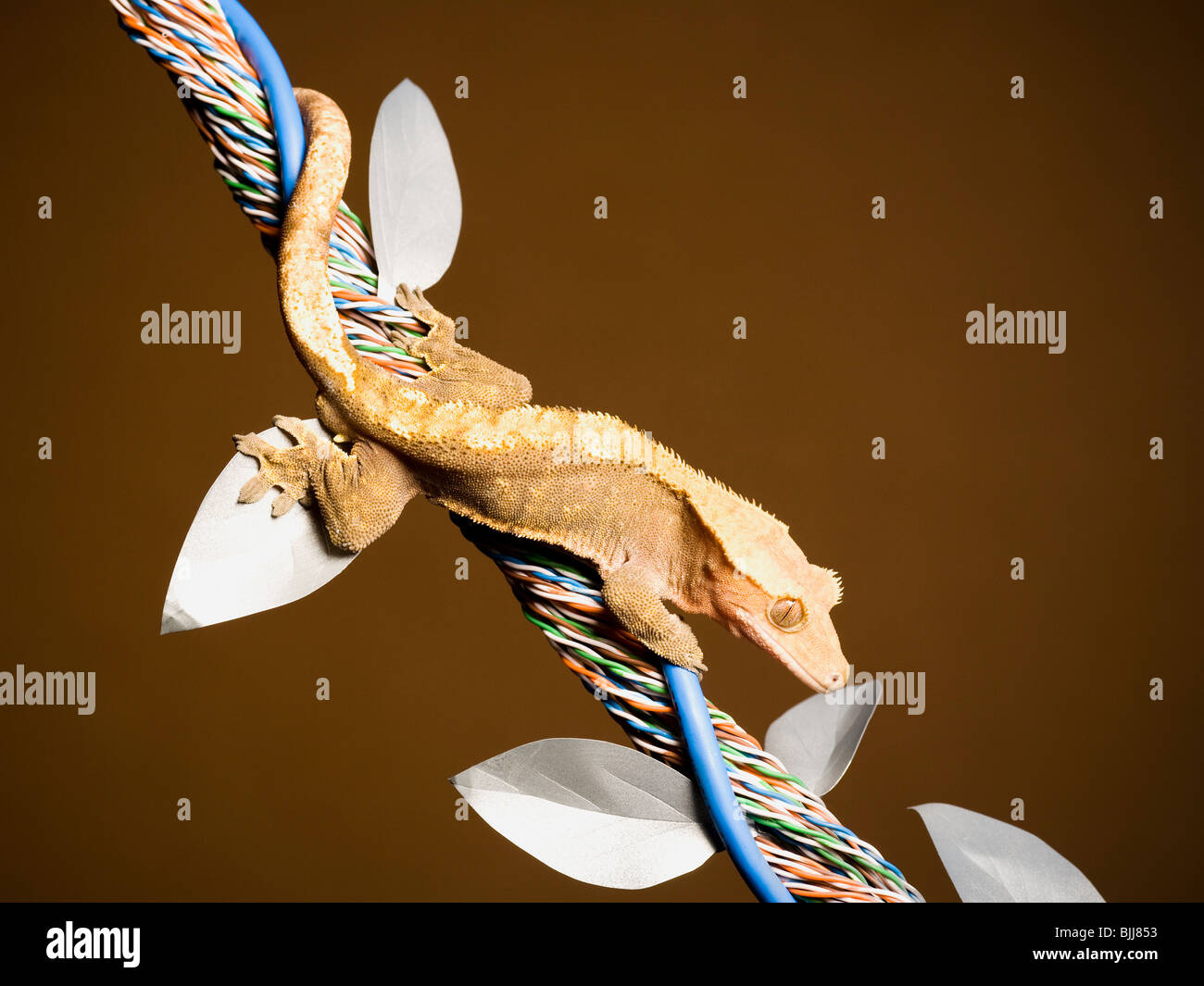Two lizards on cable with leaves Stock Photo - Alamy