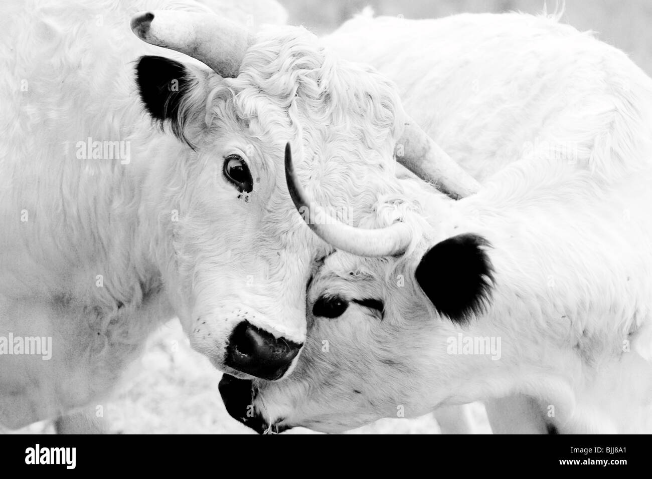 Bull figthing hi-res stock photography and images - Alamy