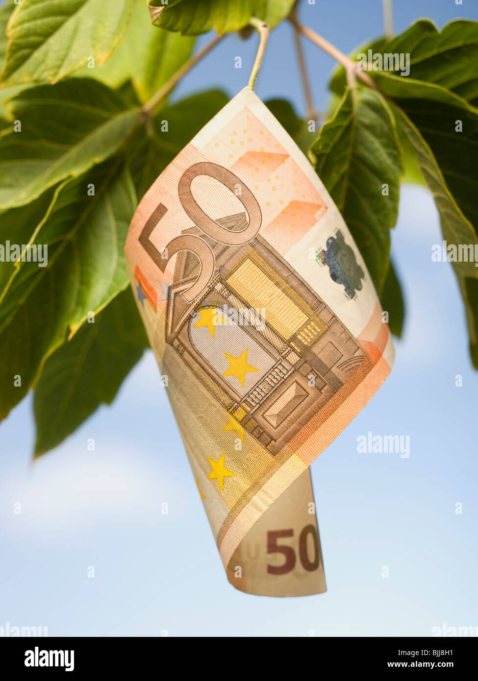 Fifty Euro banknote on tree branch with leaves Stock Photo - Alamy