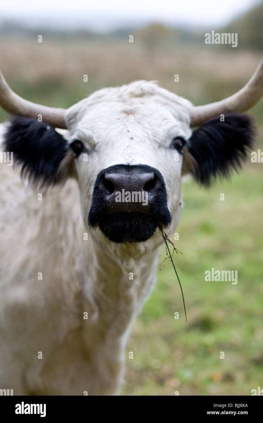 Portrait Blade Agriculture High Resolution Stock Photography and Images ...