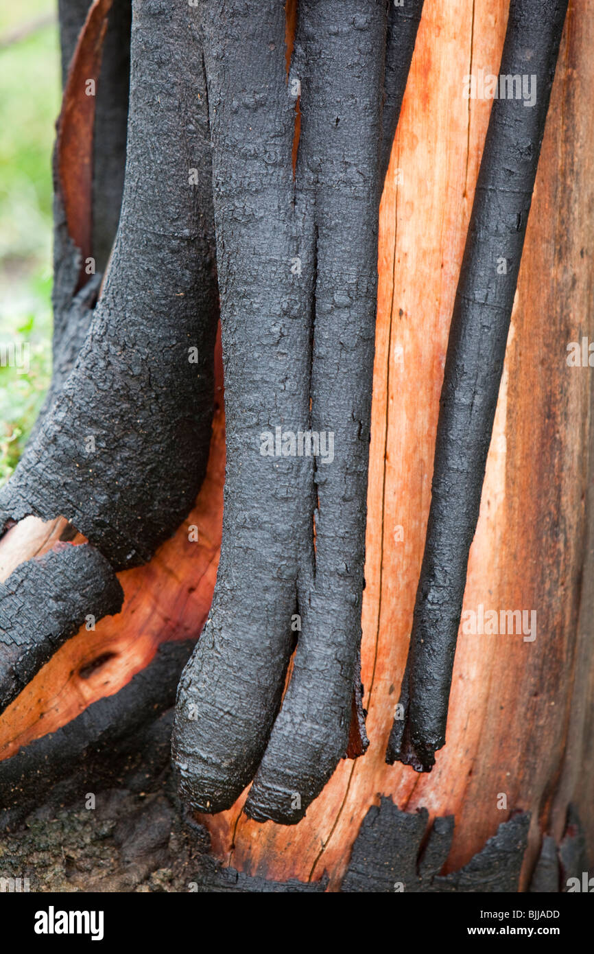Burnt tree in Kinglake,one of the worst affected communities of the ...