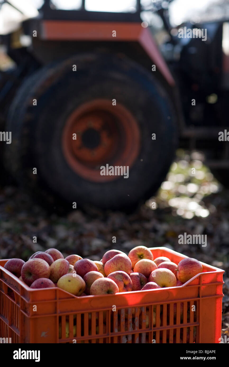 Apple Harvesting Equipment High Resolution Stock Photography and Images ...