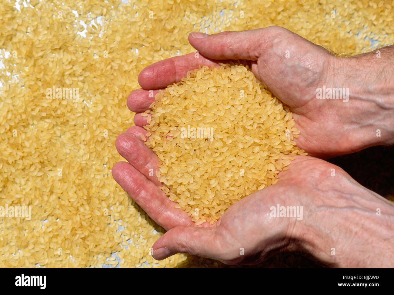 Golden Rice Genetic Engineering