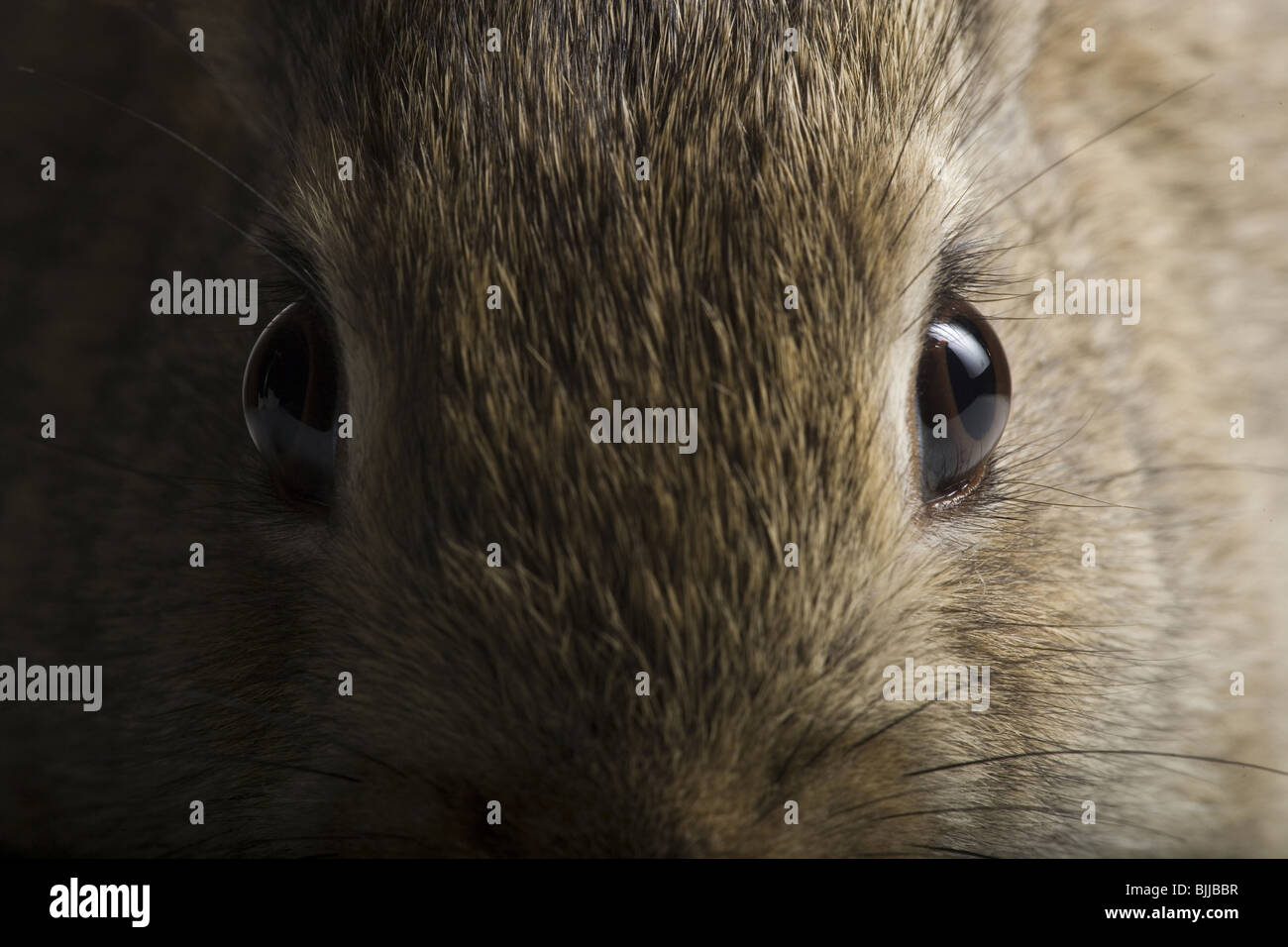 Rabbit noses hi-res stock photography and images - Alamy