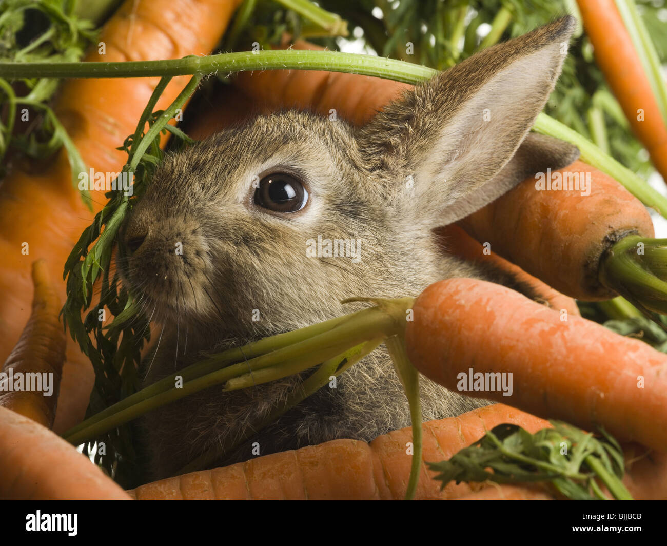 Rabbit and carrots Stock Photo - Alamy