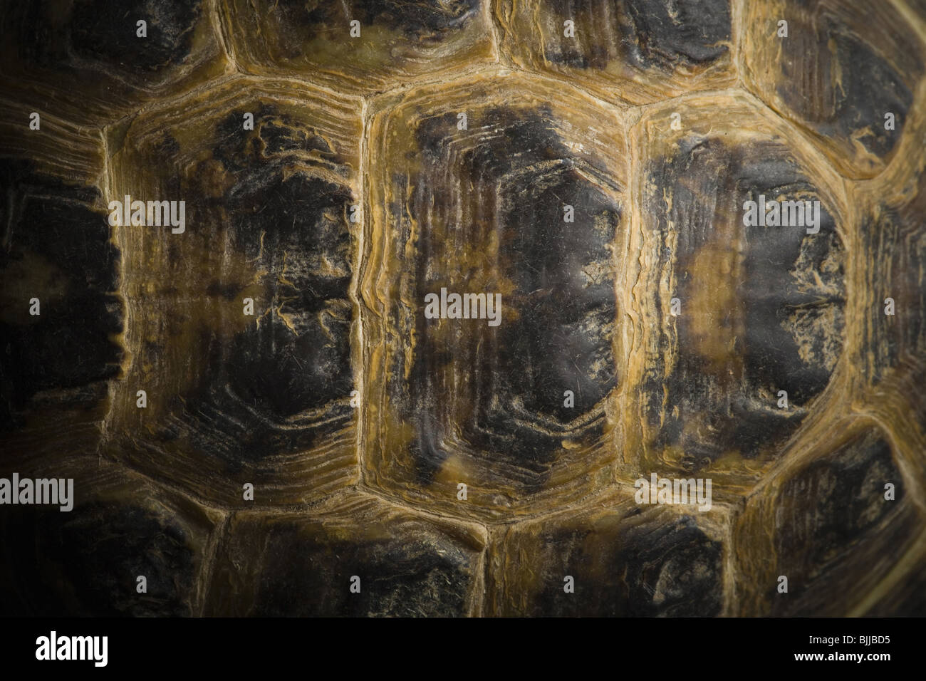 Falling animals hi-res stock photography and images - Alamy