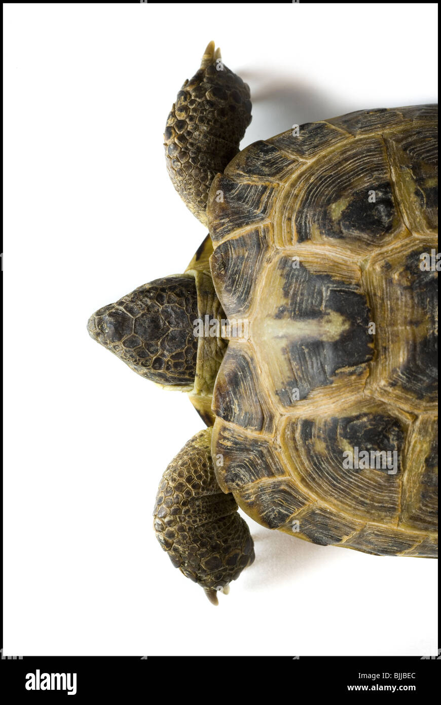 Turtle closeups hi-res stock photography and images - Alamy