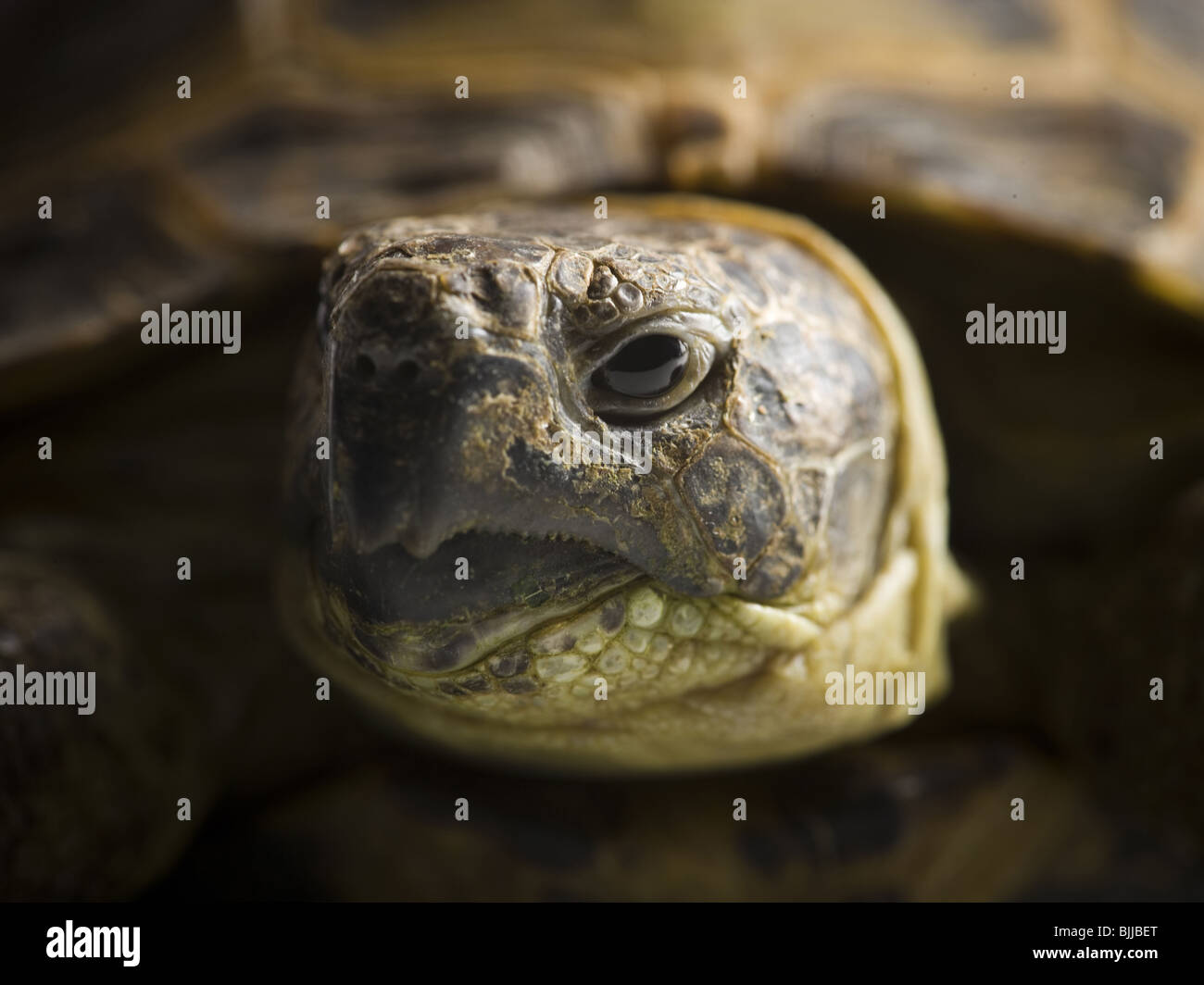 Tortoise shell color hi-res stock photography and images - Alamy