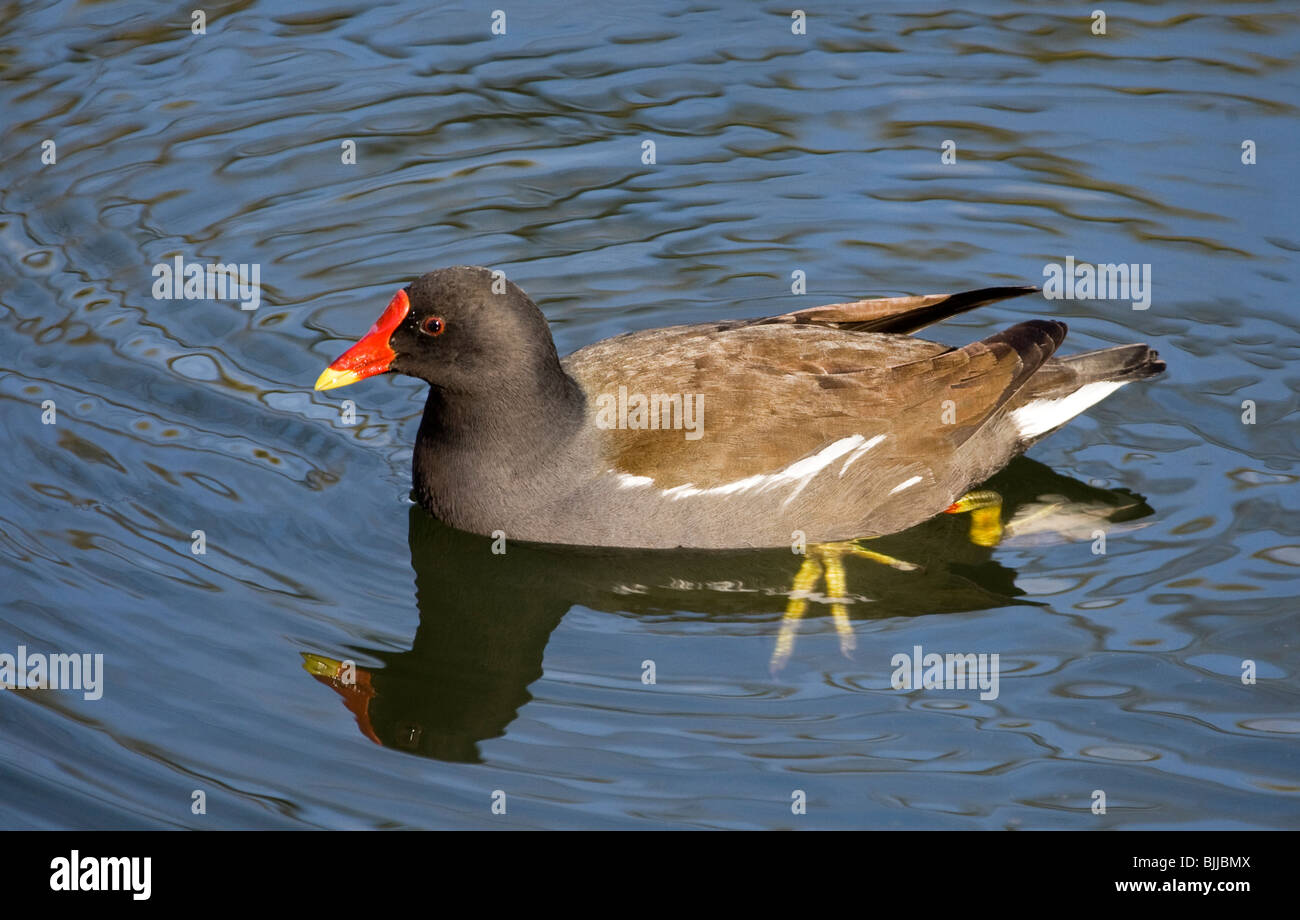 Wild moorhen hi-res stock photography and images - Alamy