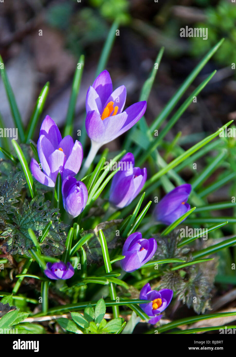 Wild crocus hi-res stock photography and images - Alamy