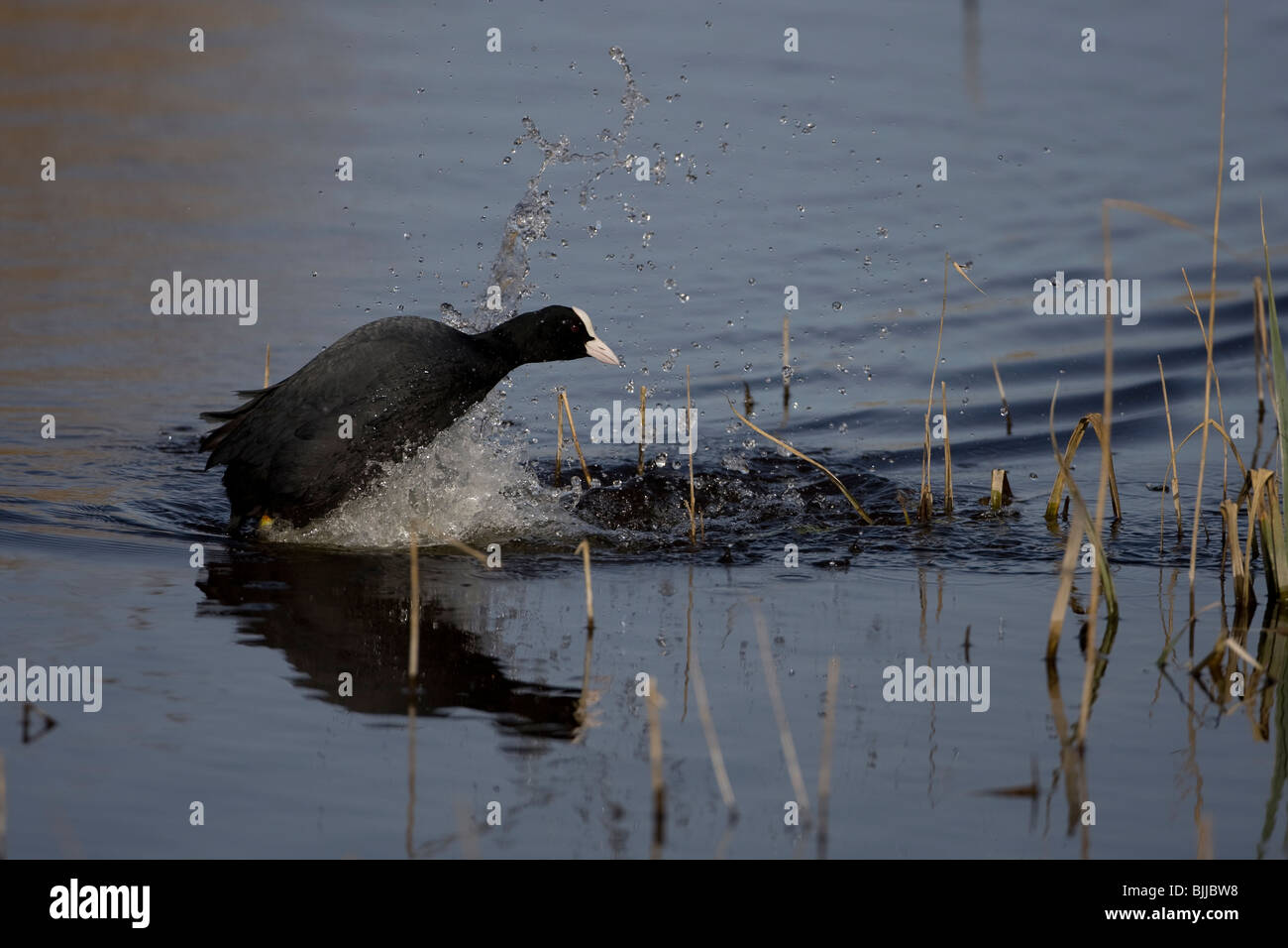 Displaying coot hi-res stock photography and images - Alamy