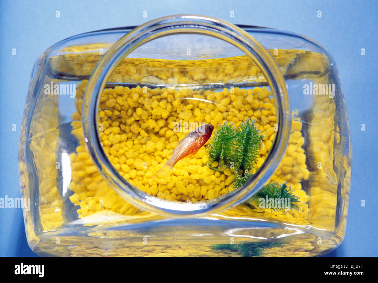 Dead goldfish hi-res stock photography and images - Alamy
