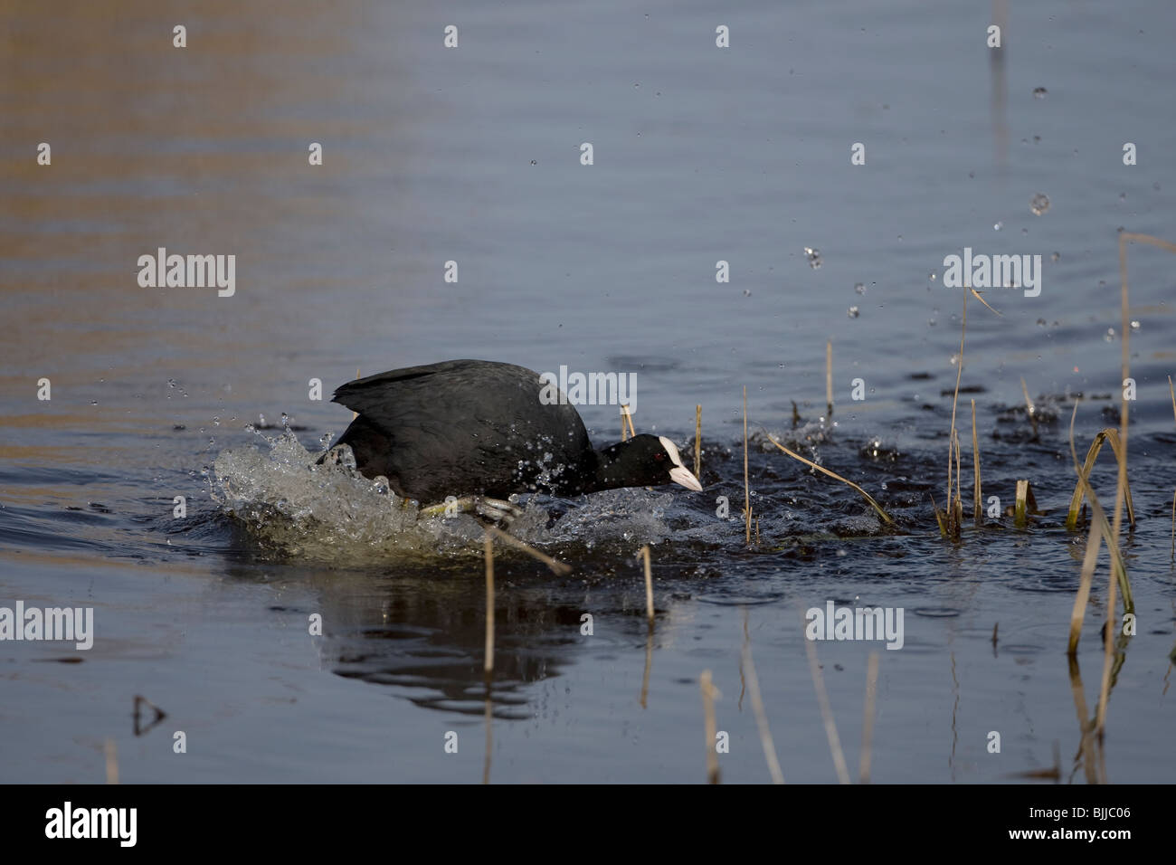 Displaying coot hi-res stock photography and images - Alamy