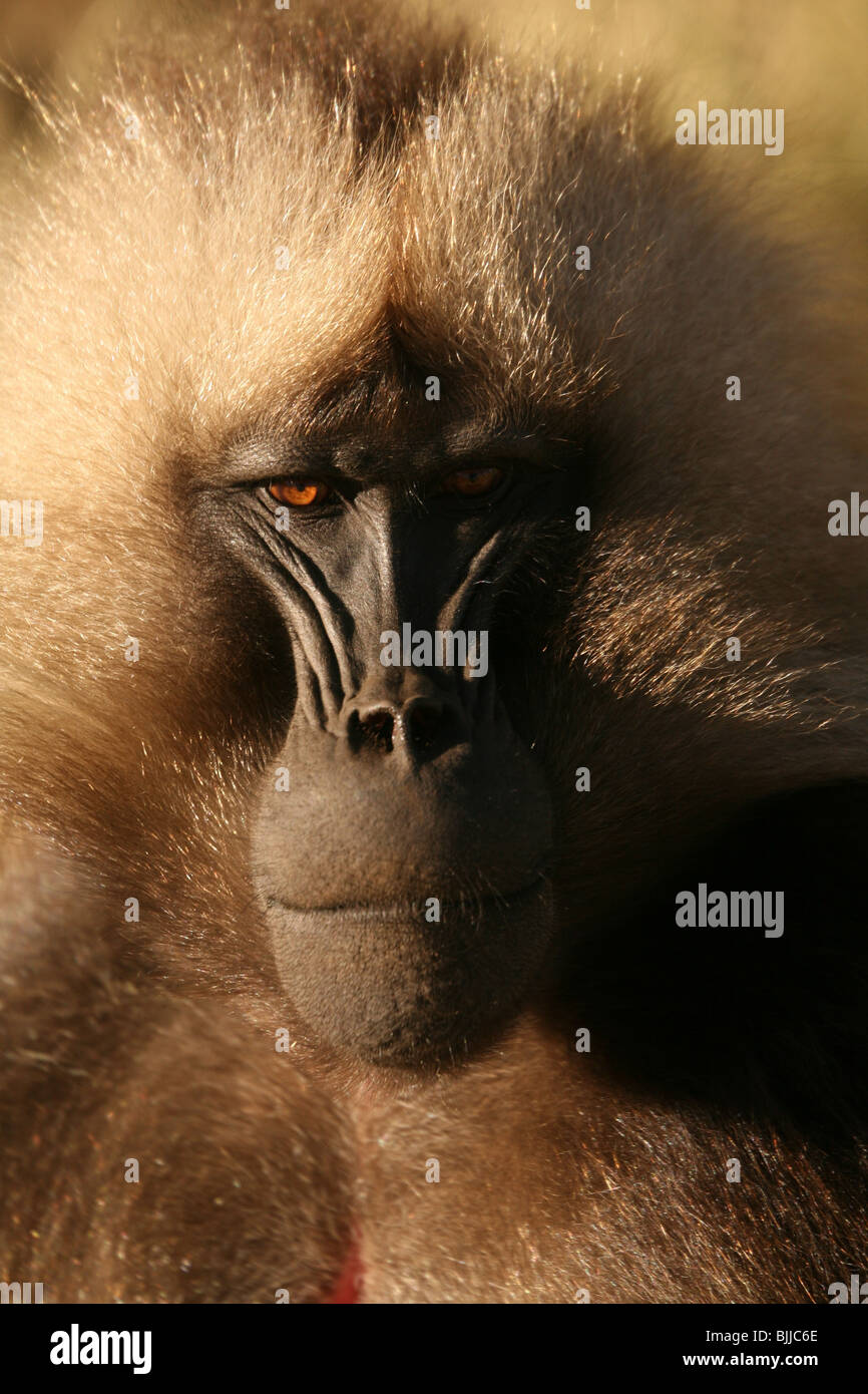 Scary baboon hi-res stock photography and images - Alamy