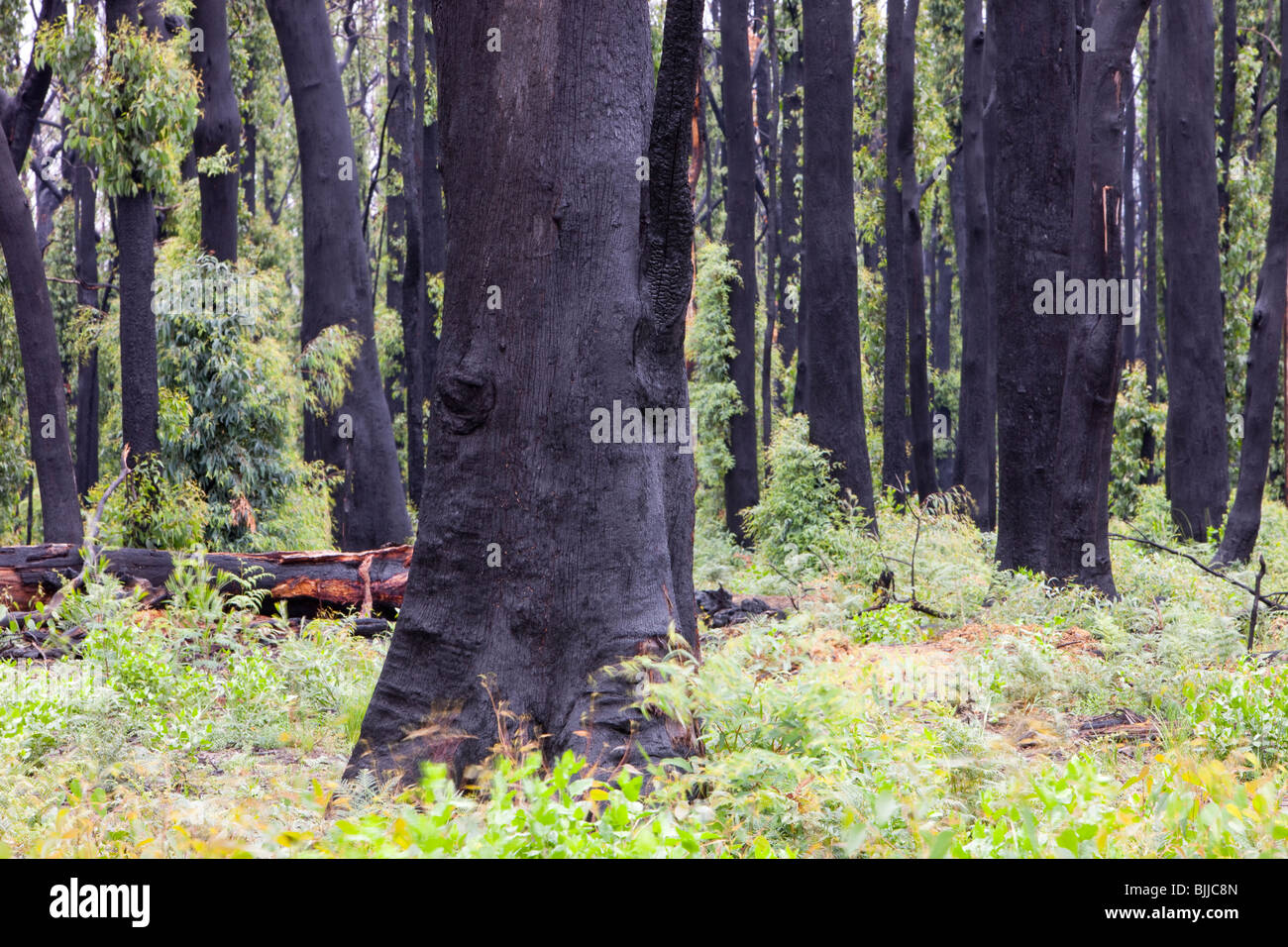 Destroyed forest hi-res stock photography and images - Alamy