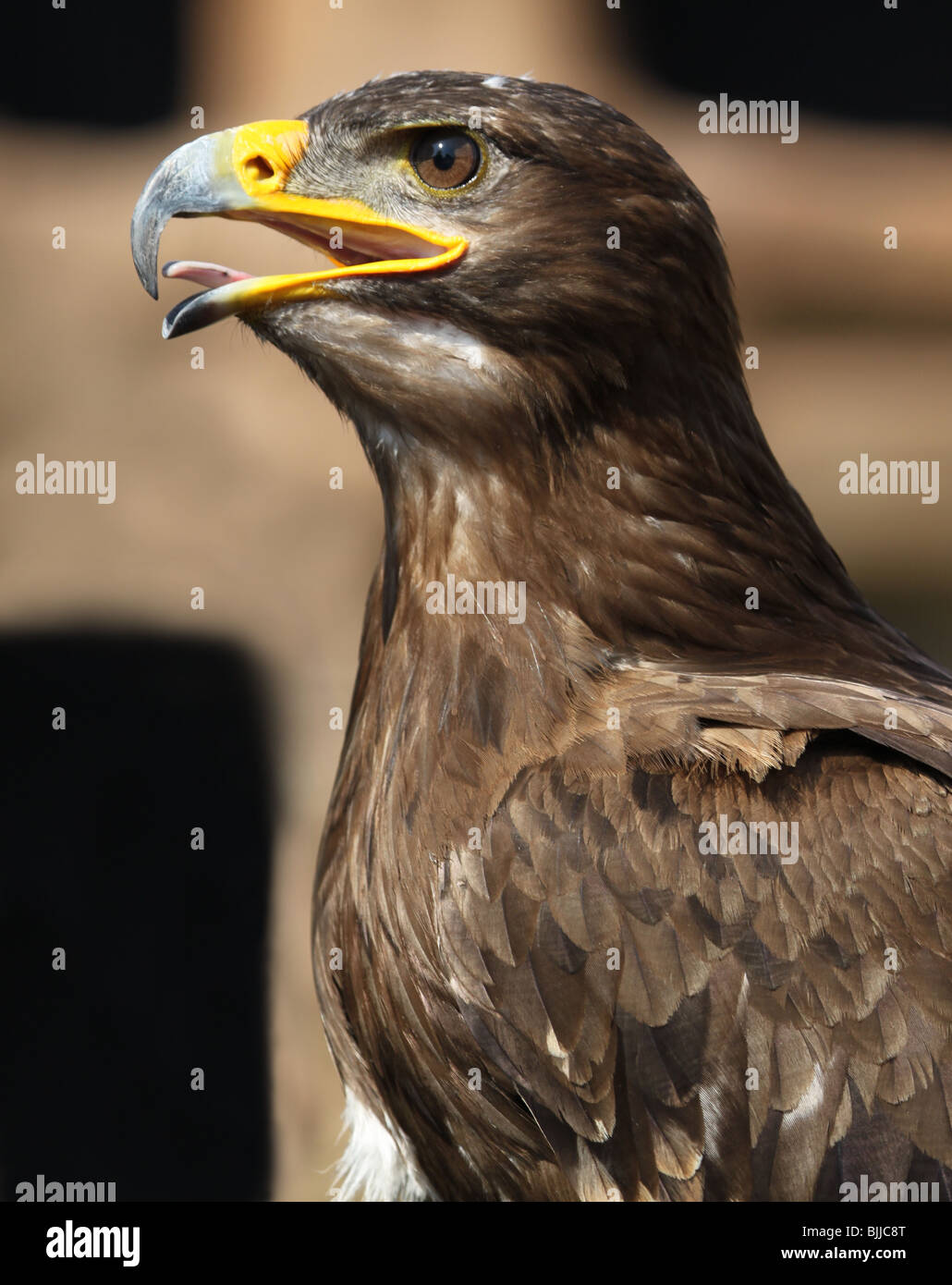 Eagle bird rapacious hi-res stock photography and images - Alamy