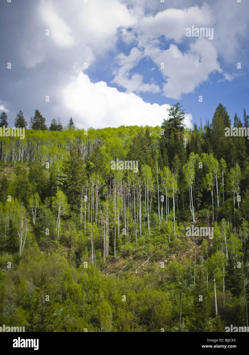 Forest with blue sky Stock Photo - Alamy