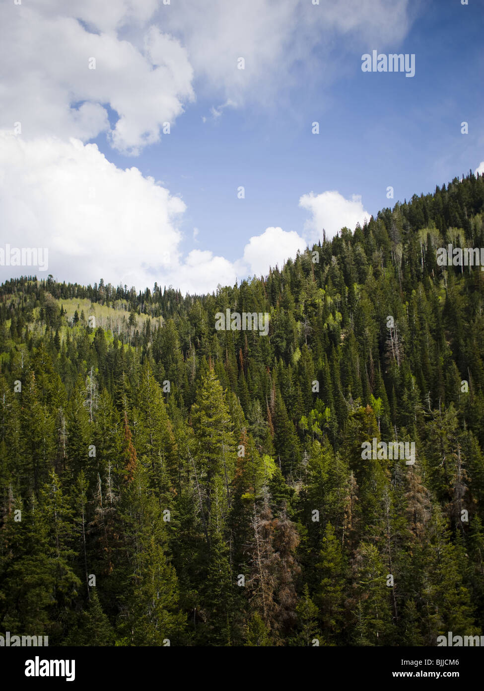 Forest with blue sky Stock Photo - Alamy