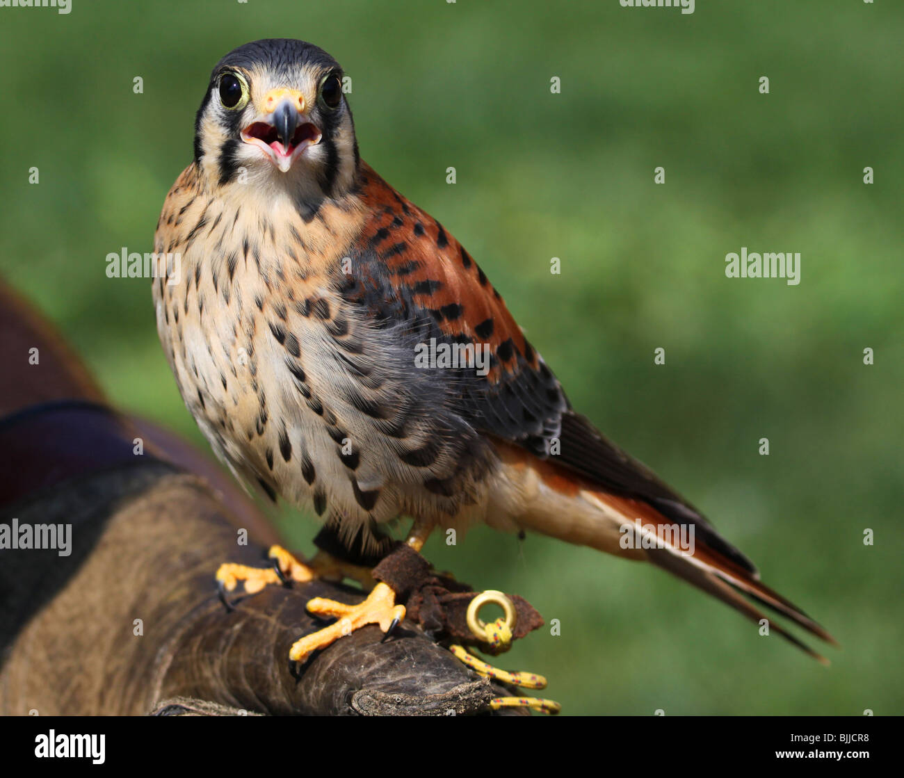 Hawk Bird Predatory Fowl High Resolution Stock Photography and Images ...