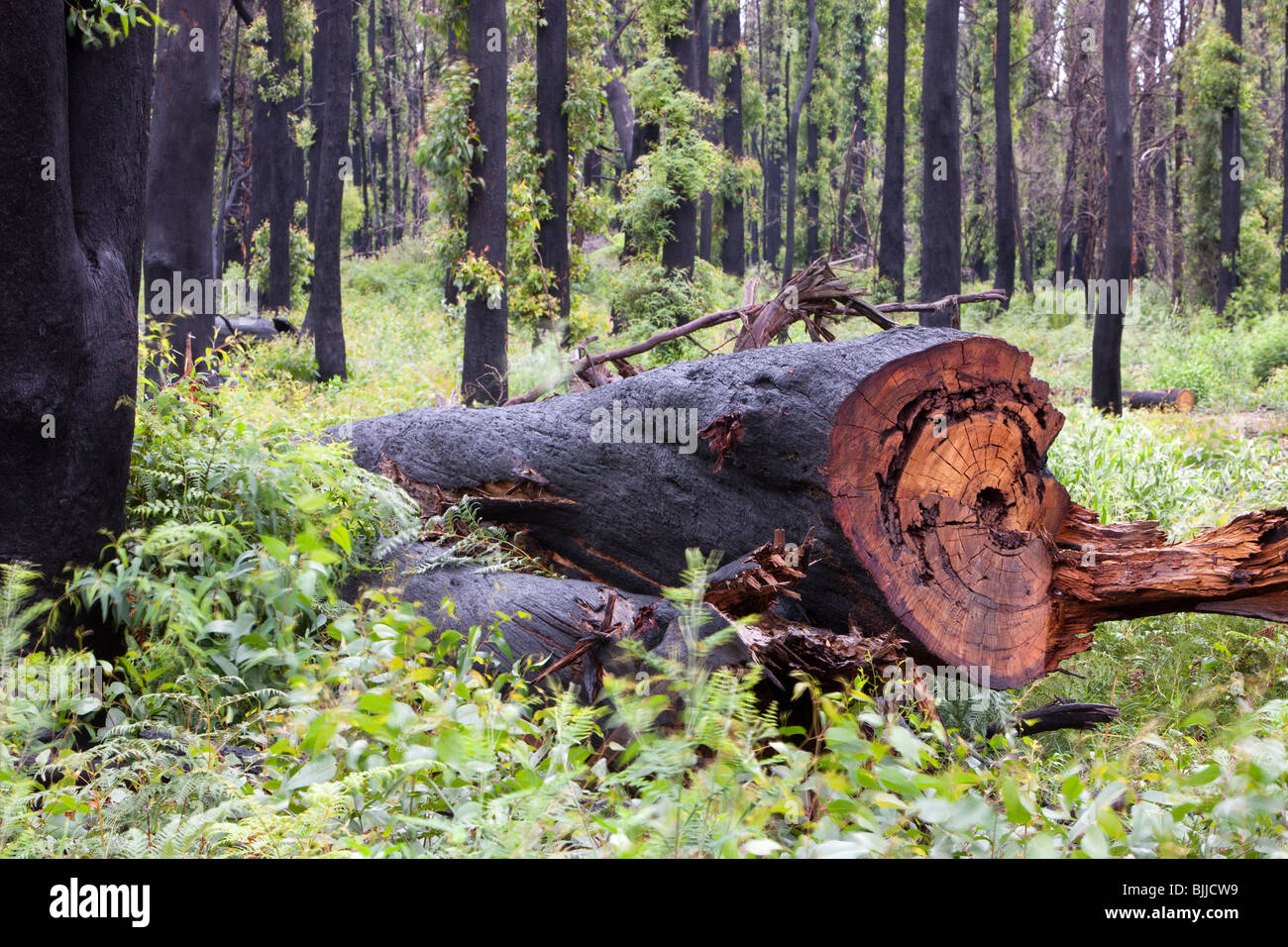 Destroyed forest in Kinglake,one of the worst affected communities of ...