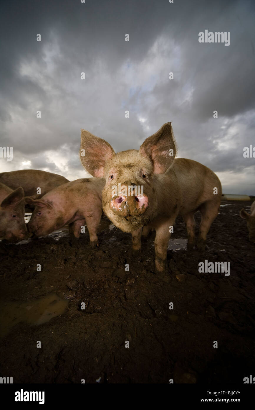 Grey hogs hi-res stock photography and images - Alamy