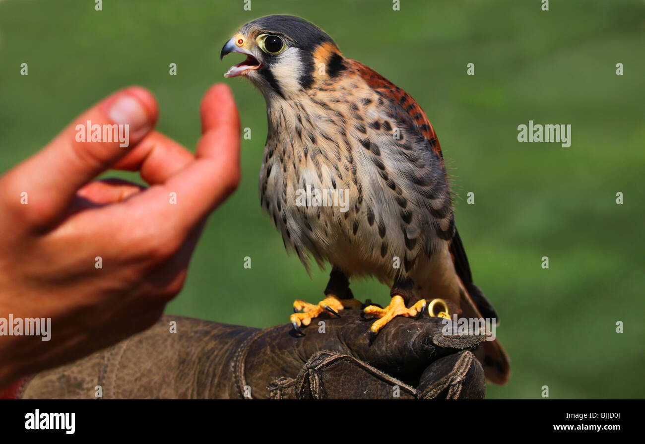 hawk bird predatory fowl Stock Photo - Alamy