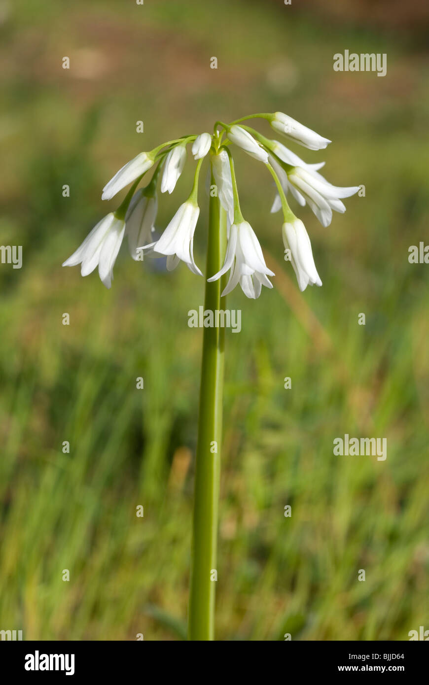 Three-cornered leek or triangular-stalked garlic (Allium triquetrum ...