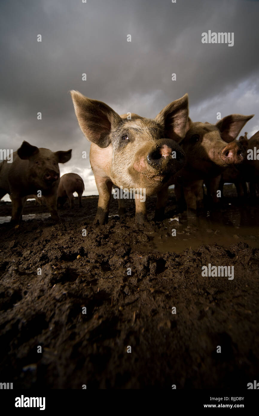 Grey hogs hi-res stock photography and images - Alamy