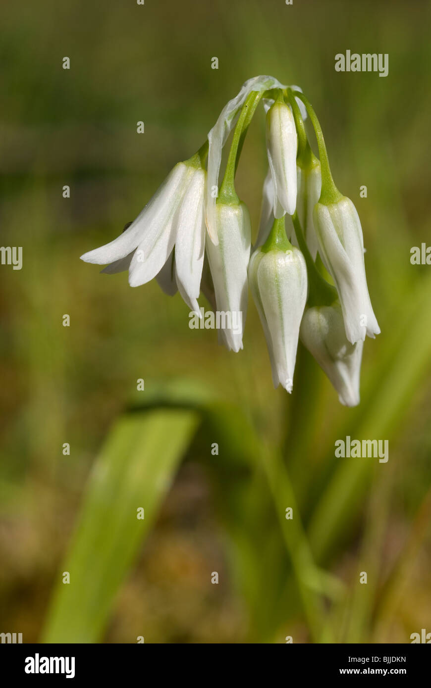 Three-cornered leek or triangular-stalked garlic (Allium triquetrum ...