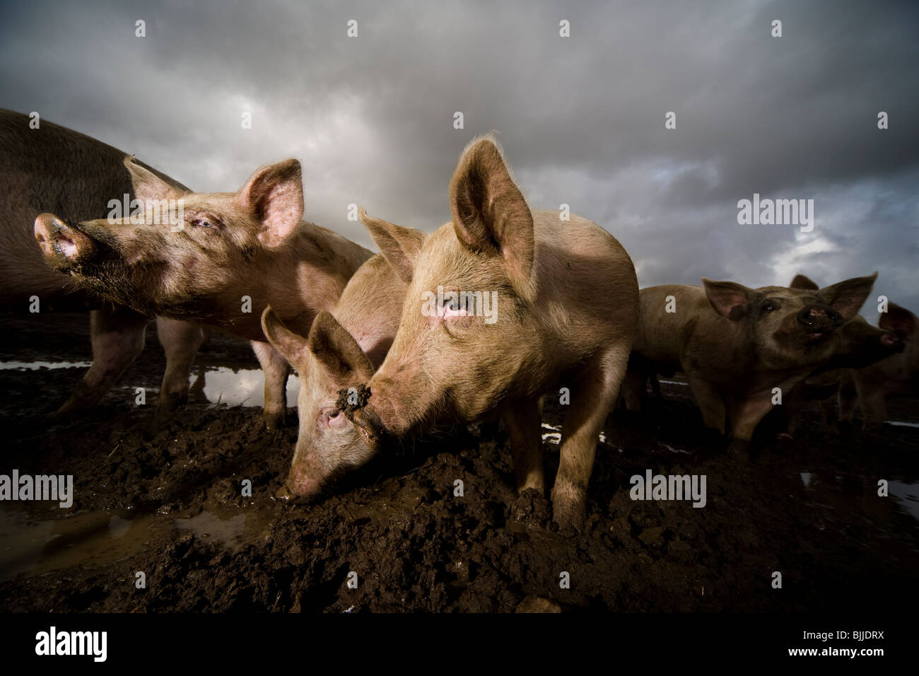Grey Hogs High Resolution Stock Photography and Images - Alamy