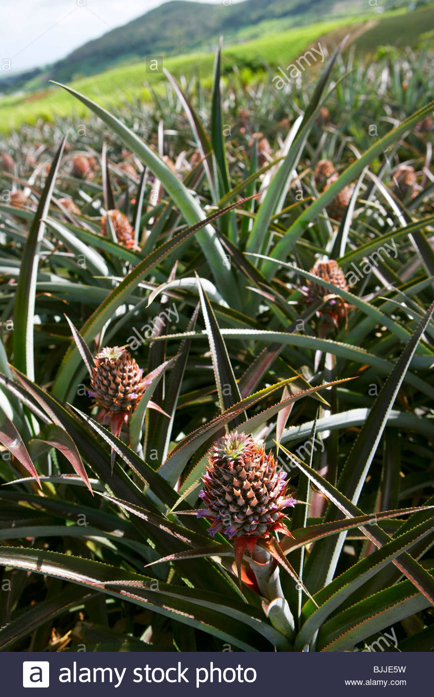 Pineapple Plantation Stock Photos & Pineapple Plantation Stock Images ...