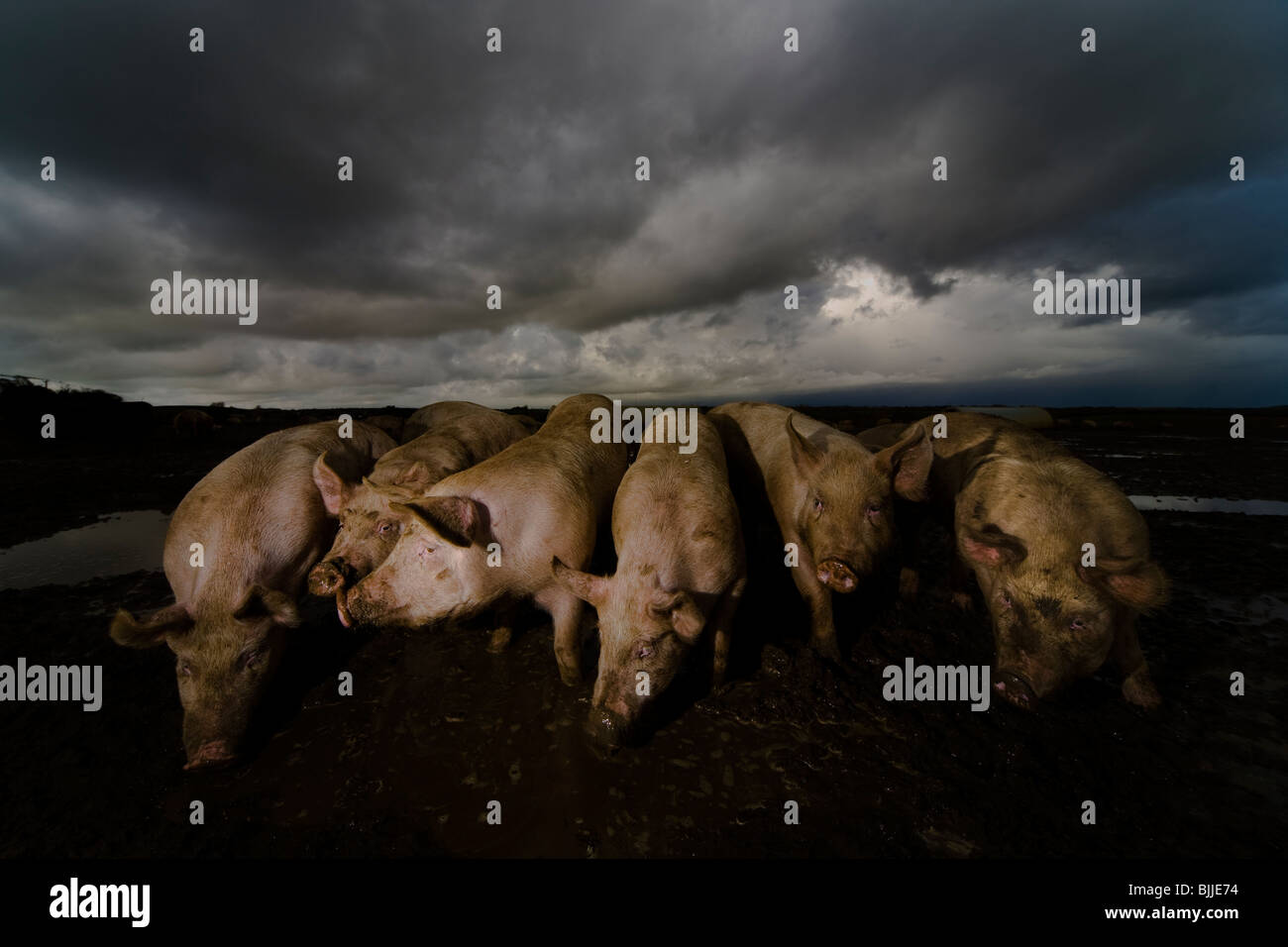 Grey hogs hi-res stock photography and images - Alamy