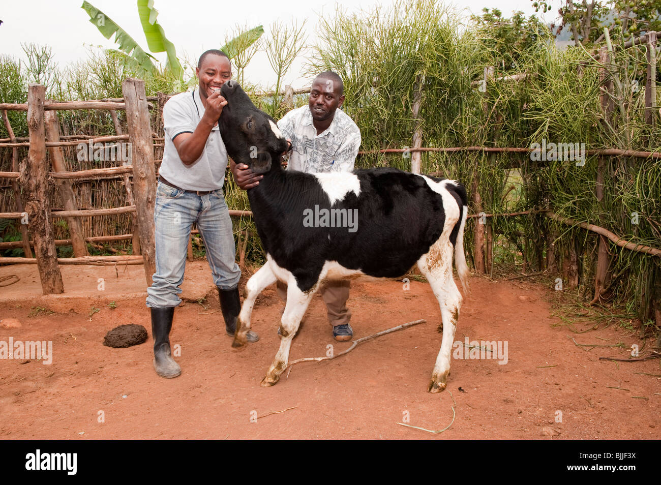 Vet inspecting dairy heifer. Rwanda Stock Photo - Alamy