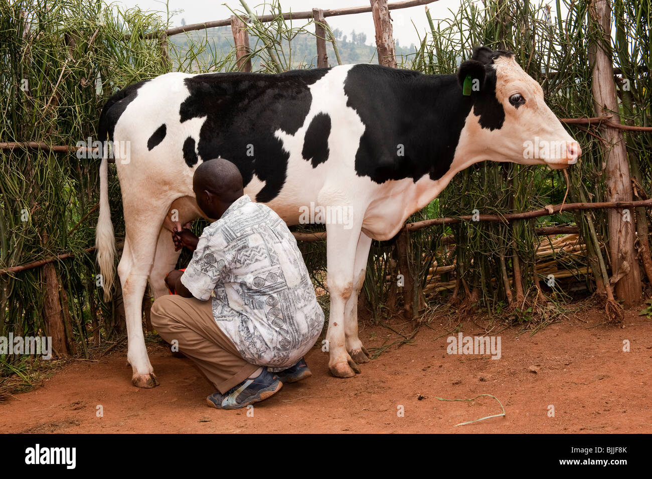 Vet inspecting dairy cows udder. Rwanda Stock Photo - Alamy