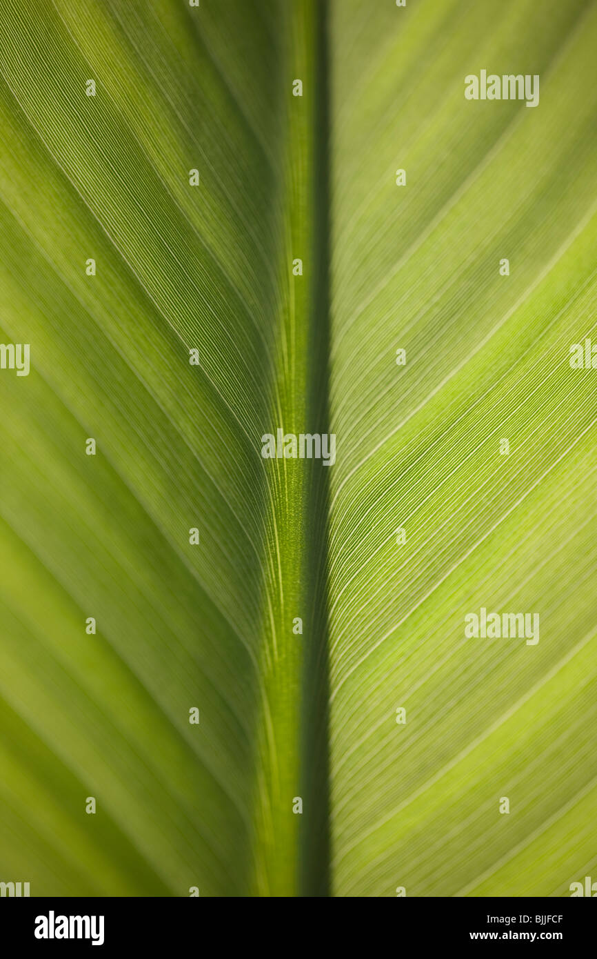 Extreme close up of banana leaf (genus Musa Stock Photo - Alamy
