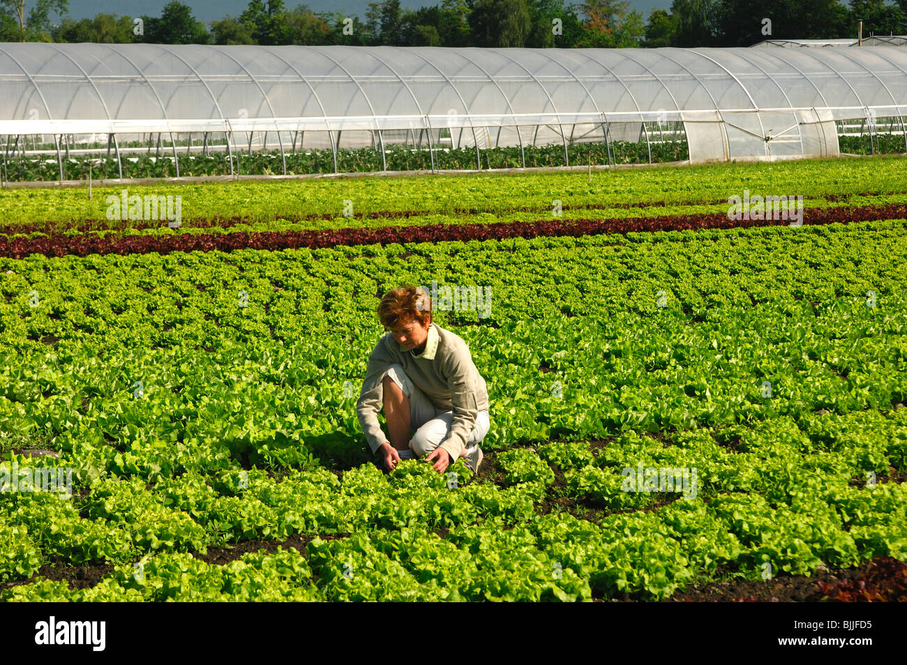A farm worker checking lettuce plants on cropland in the vegetable ...