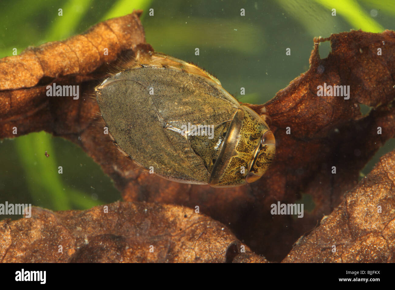 saucer bug Ilyocoris cimicoides Stock Photo - Alamy