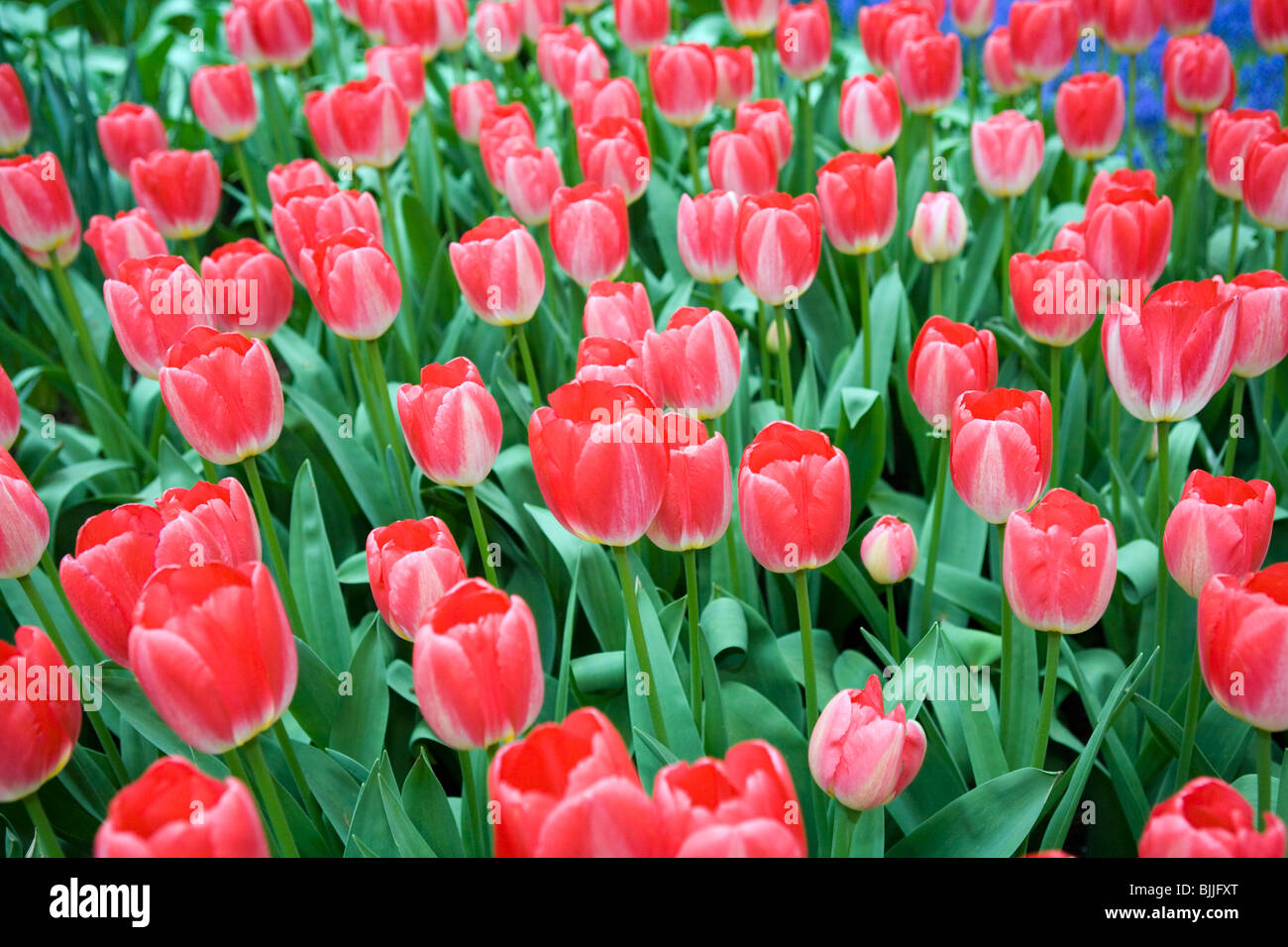 Judith Leyster tulips in the tulip garden the Keukenhof at Lisse the ...
