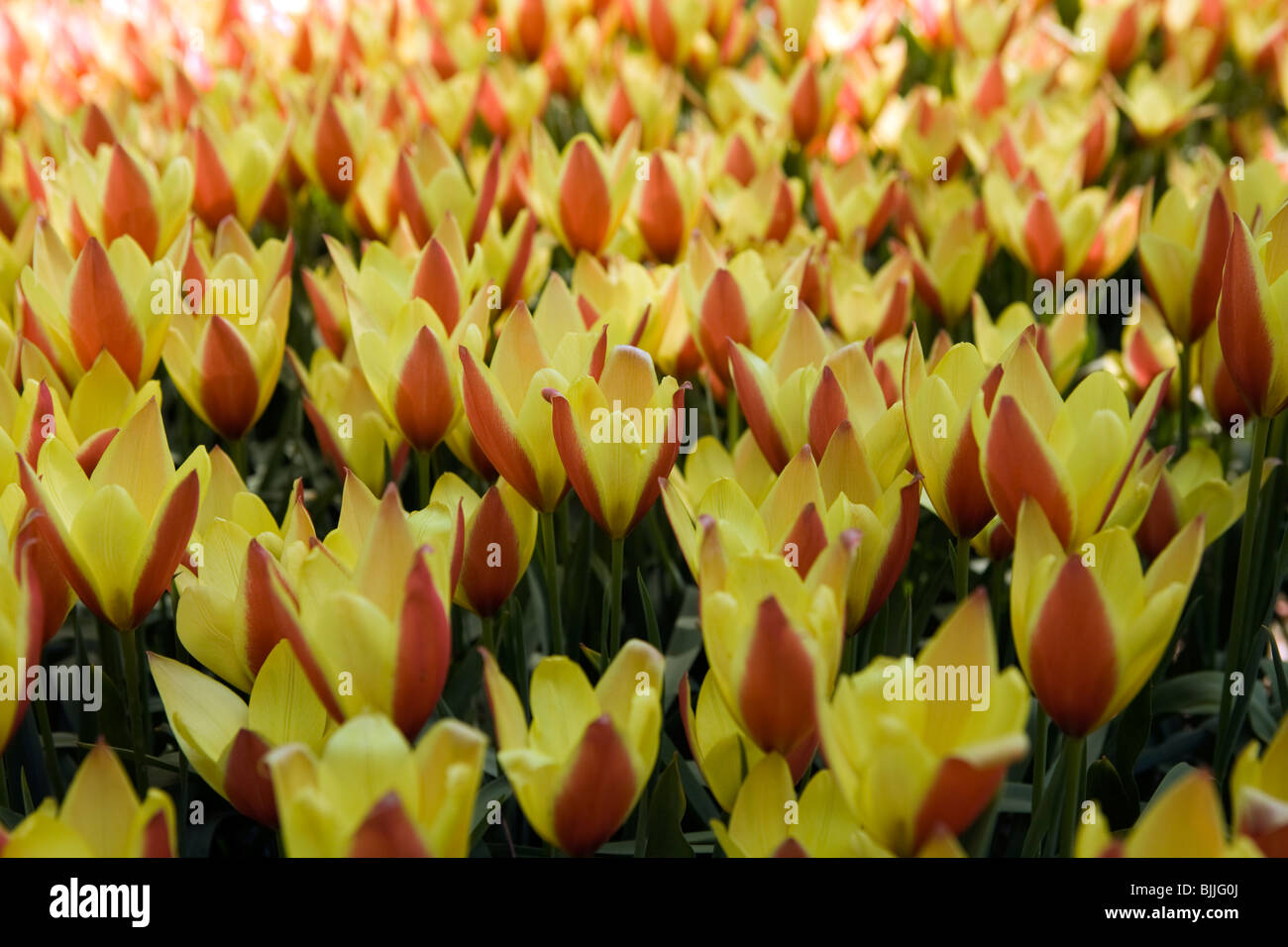 Taco tulips in the tulip garden the Keukenhof at Lisse the Netherlands ...