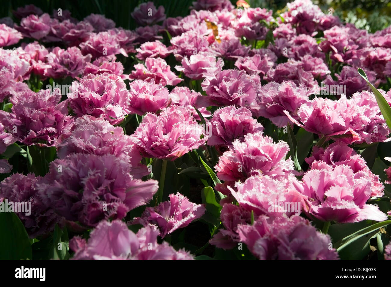 A bed of Match Point tulips in the tulip garden the Keukenhof at Lisse ...
