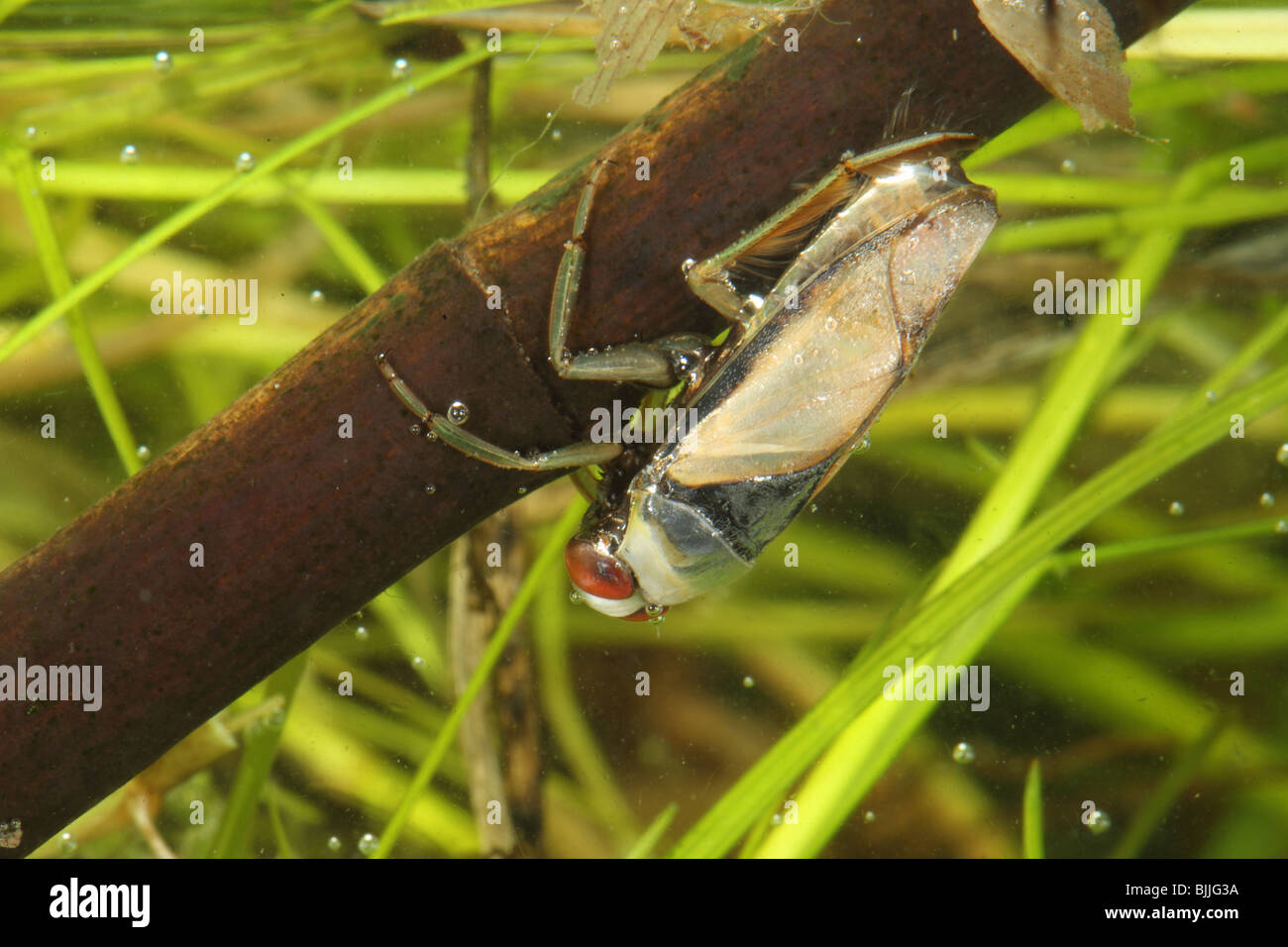 Backswimmer Notonecta viridis Stock Photo - Alamy