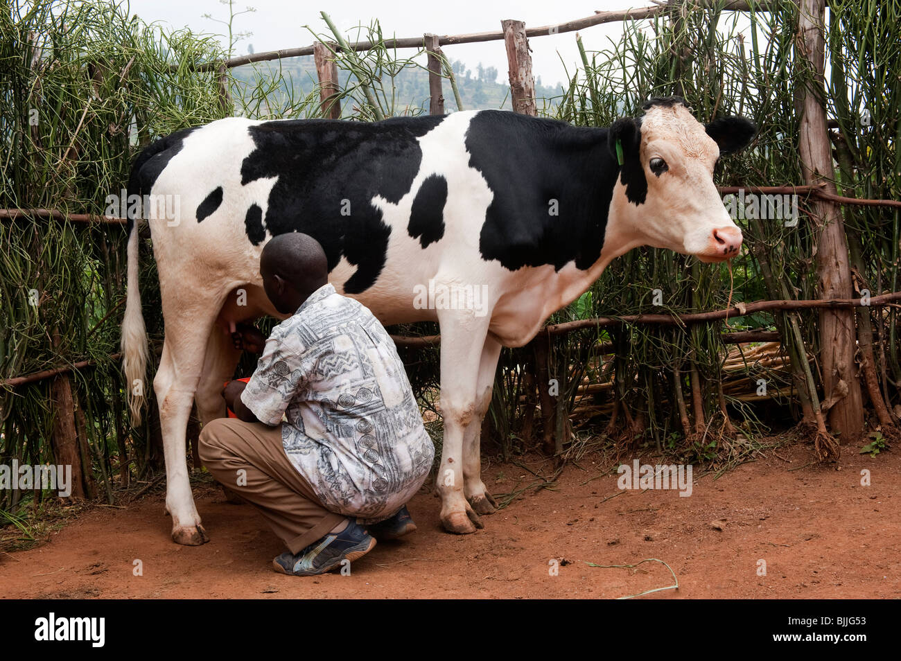 Vet inspecting dairy cows udder. Rwanda Stock Photo - Alamy