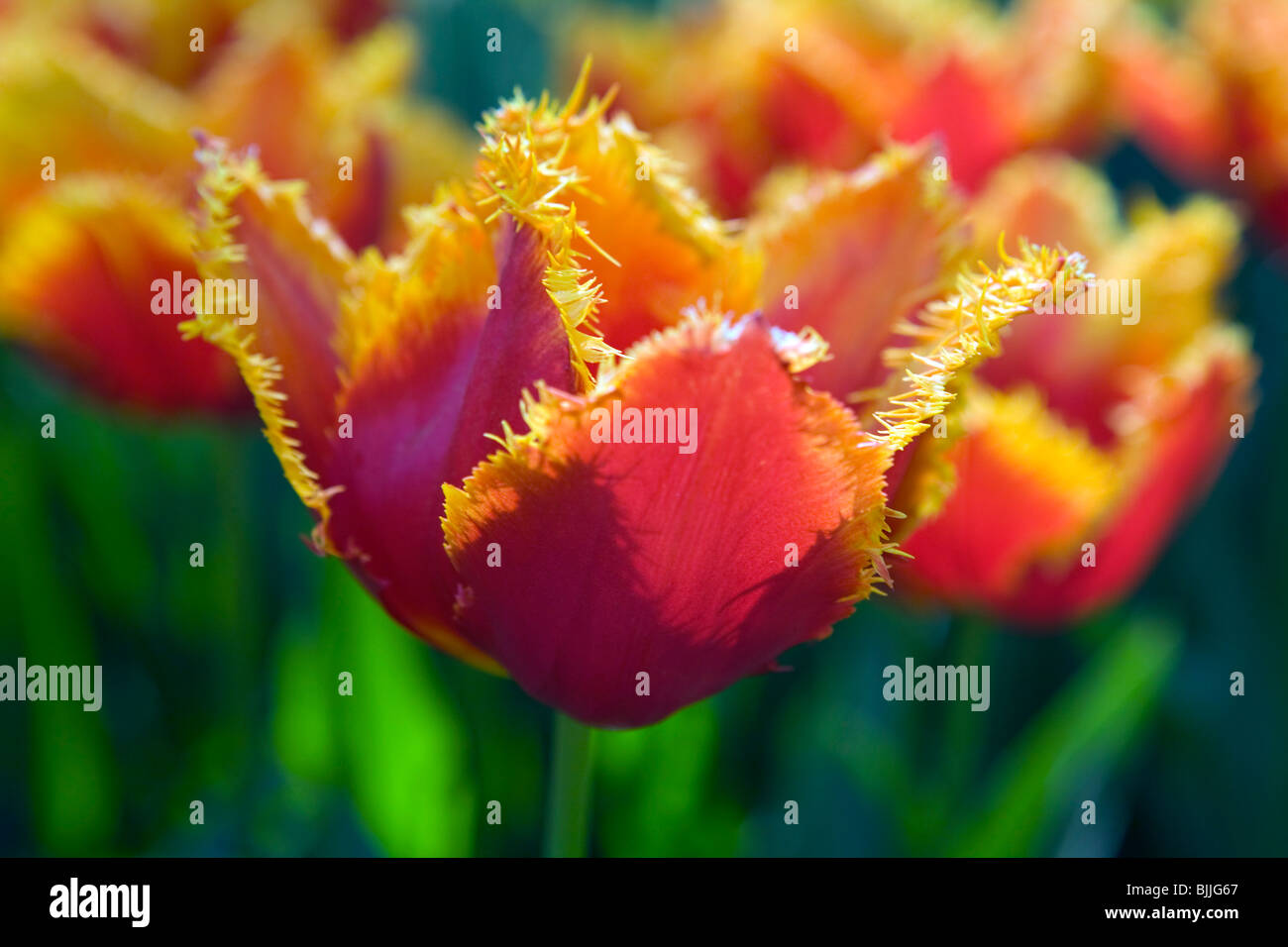 Fabio tulips in the tulip garden the Keukenhof at Lisse the Netherlands ...