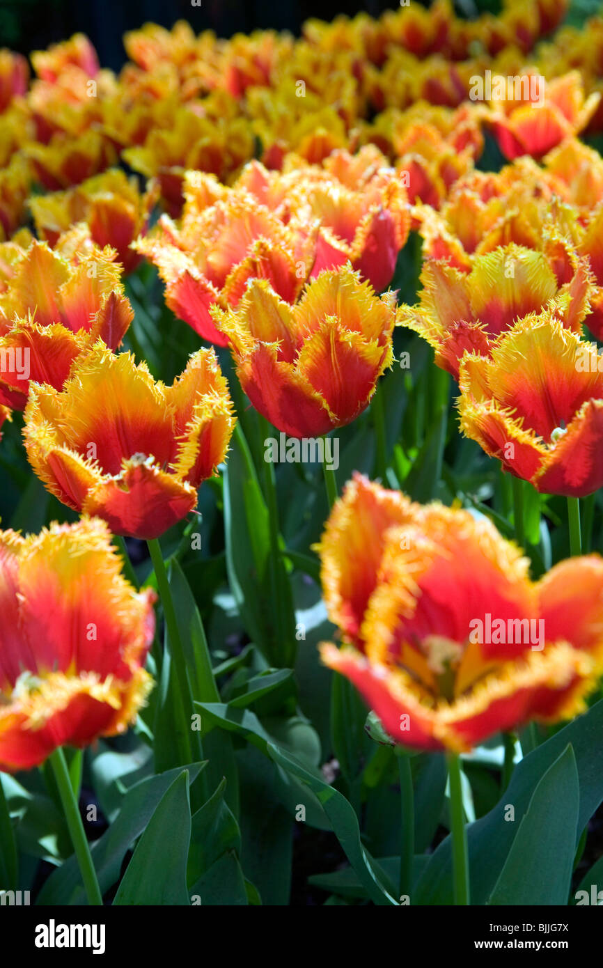 A bed of Fabio tulips in the tulip garden the Keukenhof Stock Photo - Alamy