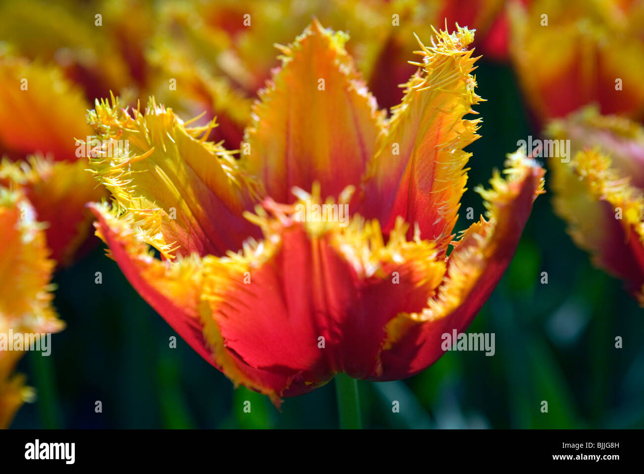 Fabio tulips in the tulip garden the Keukenhof at Lisse the Netherlands ...
